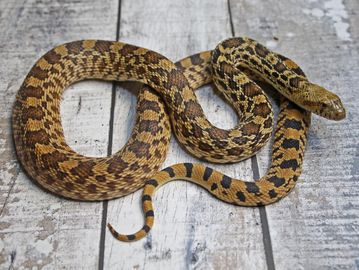 Miscellaneous Snakes